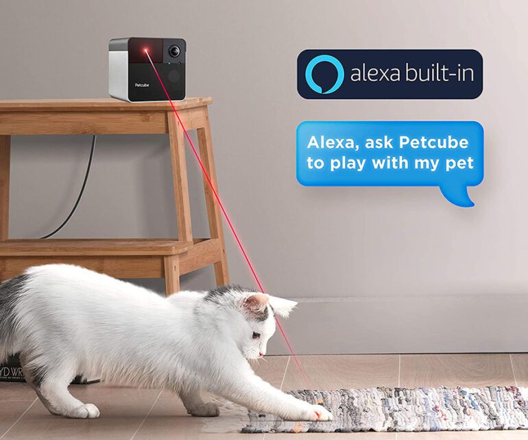 The Best Pet Cameras to Ease Separation Anxiety - The Plug - HelloTech
