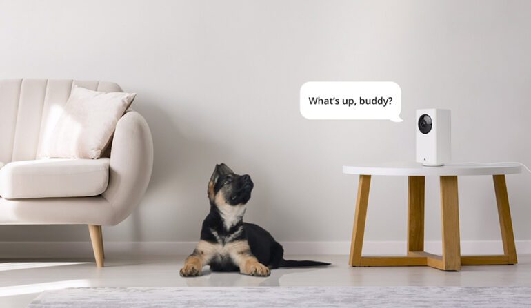 The Best Pet Cameras to Ease Separation Anxiety - The Plug - HelloTech